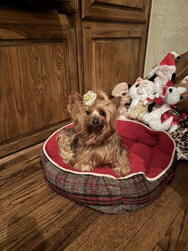 Petsmart Hotel Flower Mound | Best Flower Site