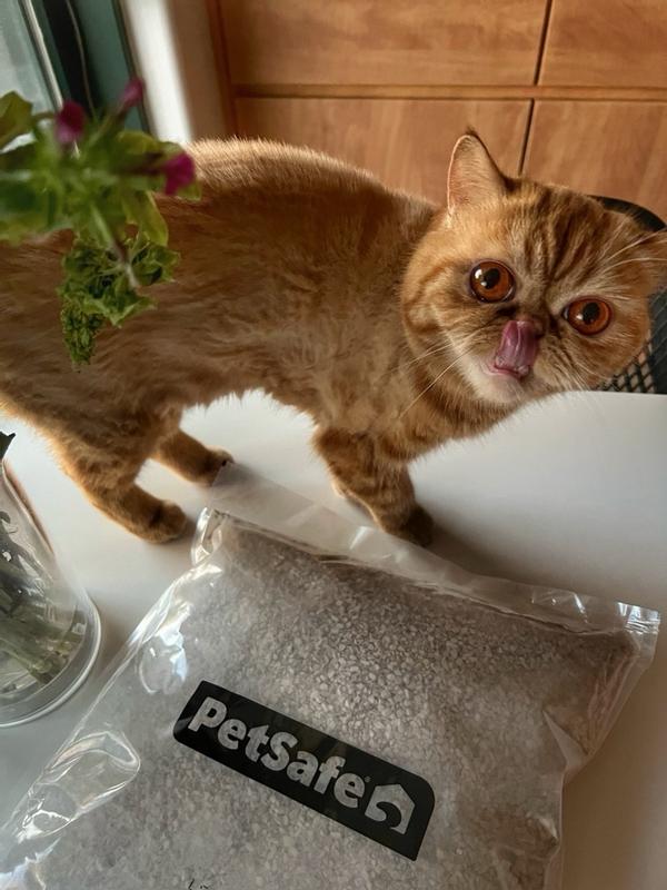 PetSafe ScoopFree Premium Natural Cat Litter, 9 lb at Tractor Supply Co