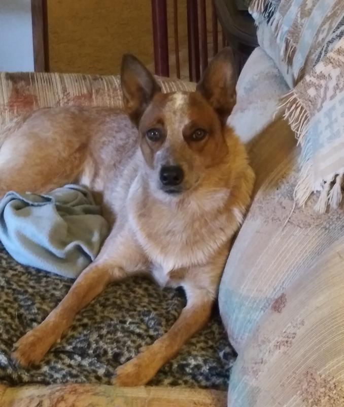 Zignature Original Zssential Formula Dry Dog Food with Probiotics at ...