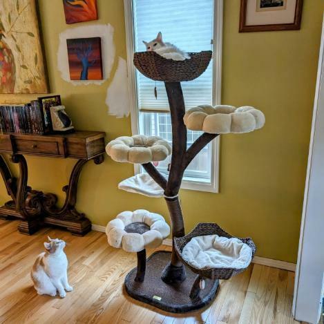 PetPals Group Catry Blossom 6 Level Cat Tree, 59" H | Petco