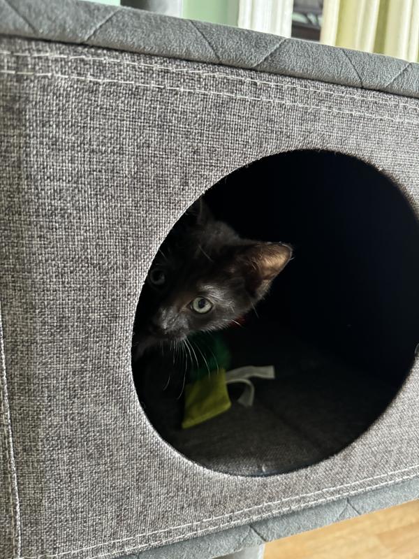 Catry Minimalistic Contemporary Cat Tree, 6 Level, Large, Stella, 67" H ...