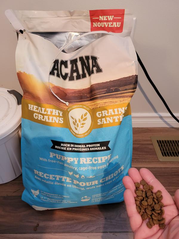 What Are Good Grains For Dogs
