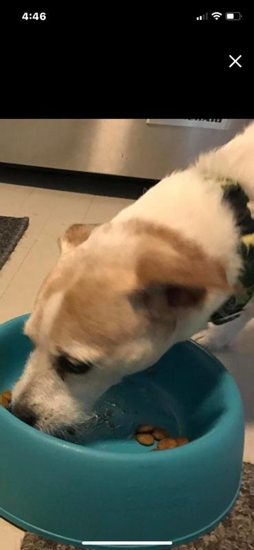 Pedigree Roasted Chicken, Rice & Vegetable Flavor Kibble Small Breed ...