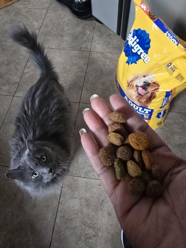 Pedigree Complete Nutrition Grilled Steak & Vegetable Flavor Kibble ...