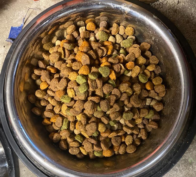 Pedigree Complete Nutrition Grilled Steak & Vegetable Flavor Kibble ...