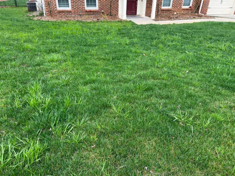 Pennington The Rebels Tall Fesc Bld Pc, 40 lb. at Tractor Supply Co