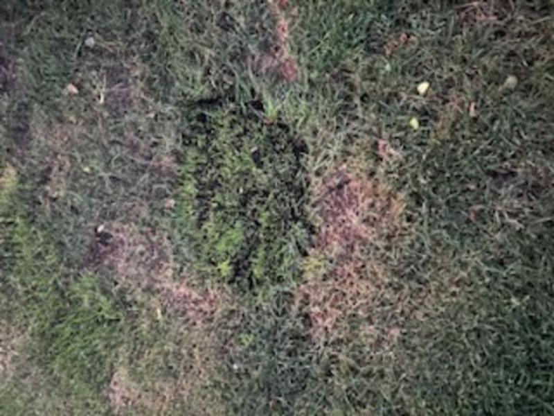 Pennington 7 lb. 1,400 sq. ft. Smart Seed Clover and Grass Mix at ...