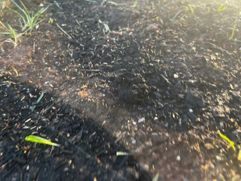 Rebel Premium 20-lb Tall Fescue Grass Seed at Lowes.com