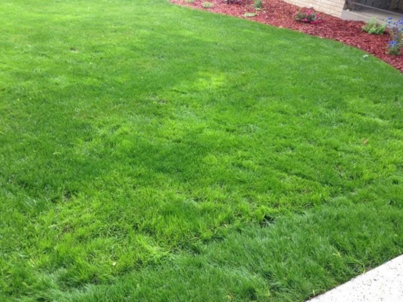 Pennington 40 lb. 8,000 sq. ft. Southern Contractors Grass Seed Mix at ...