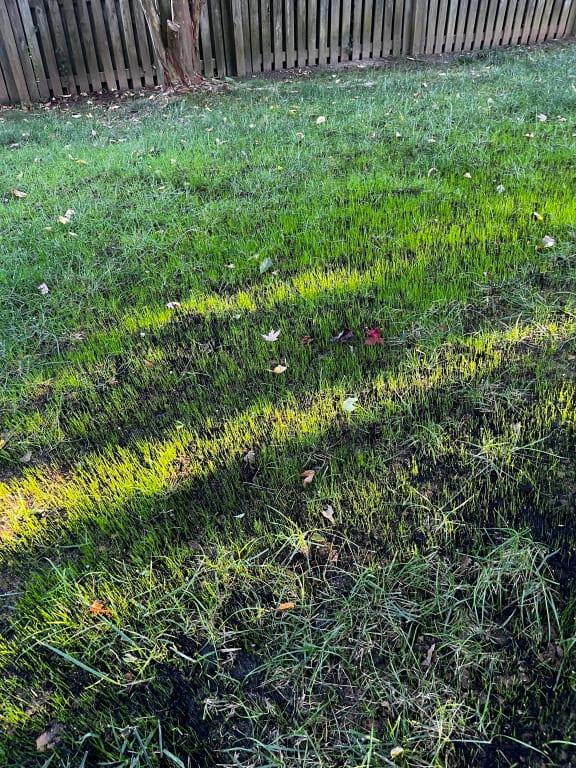Rebel Premium 20-lb Tall Fescue Grass Seed at Lowes.com