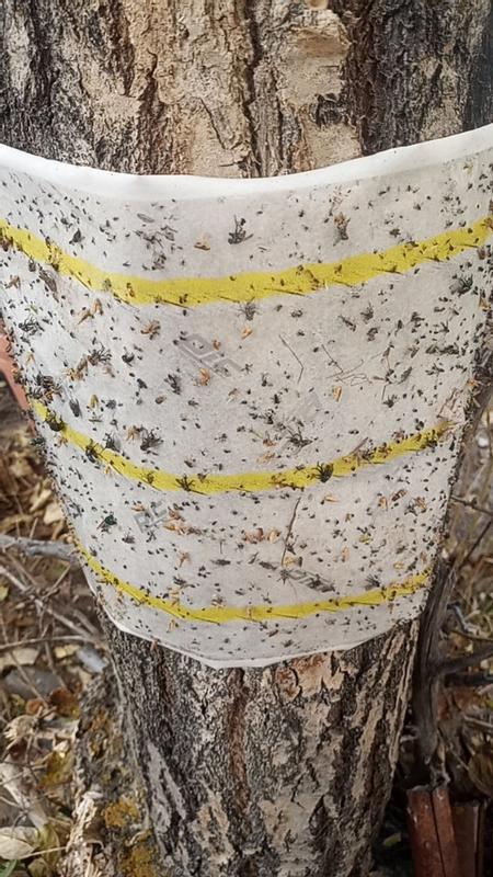 PIC Spotted Lantern Fly Trap at Tractor Supply Co