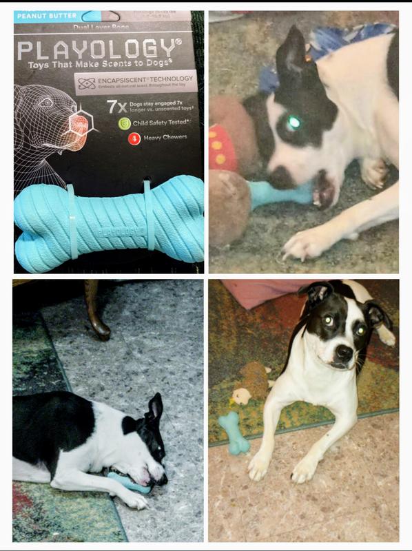 Playology Dual Layer Bone Dog Toy Peanut Butter Scent, Large | Petco