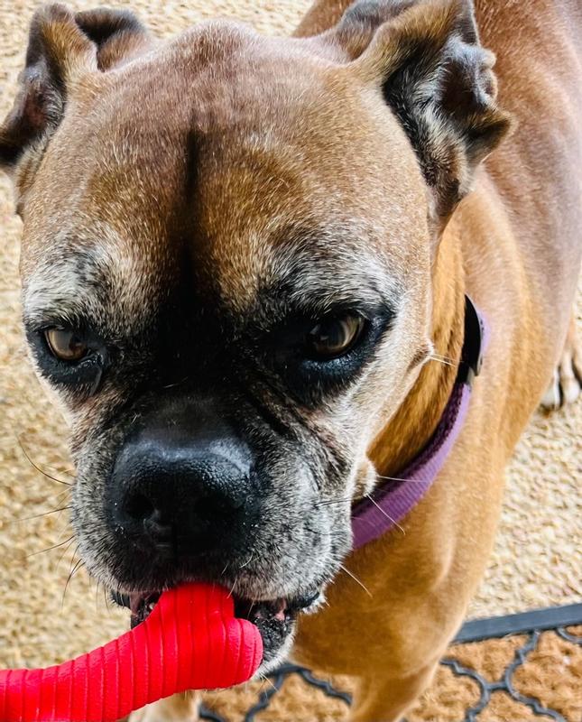 Playology Dual Layer Bone Dog Toy Peanut Butter Scent, Medium | Petco