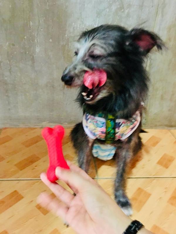 Playology Dual Layer Bone Rubber Dog Toy Red Green 2-Pack BPA-Free ...