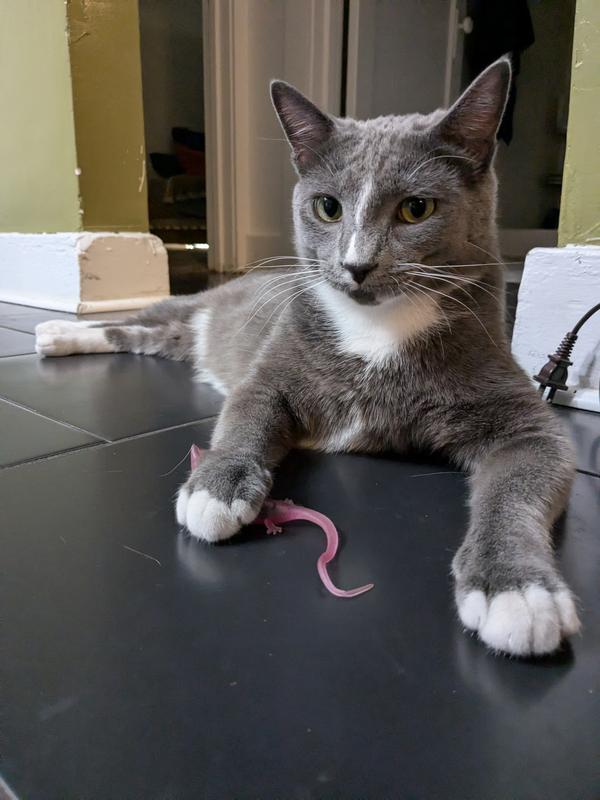 Playology Crunchy Lizard & Bug Catnip Toys, 2-Pack