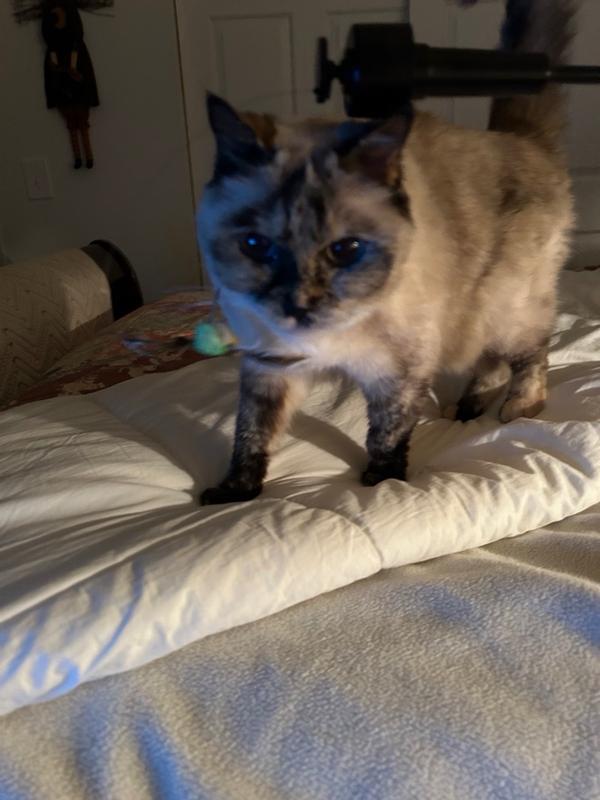 Playology Kitten Suction & Spring Bird Toy