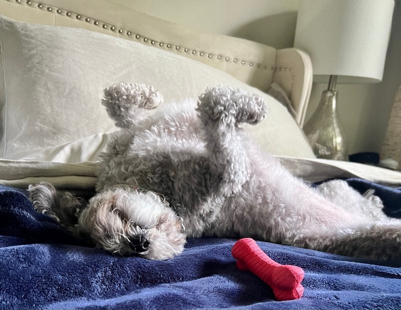 Playology Dual Layer Bone Dog Toy Peanut Butter Scent, Medium | Petco