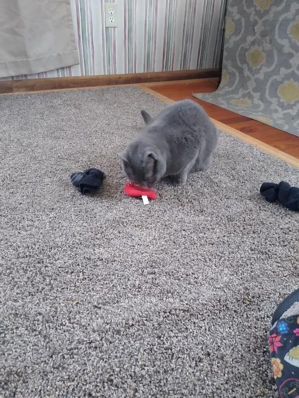 Playology Feather Fish Cat Toy, X-Small, Pack of 3 | Petco