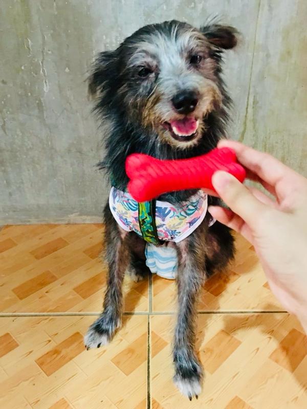 Playology Dual Layer Bone Beef Dog Toy, Large | Petco