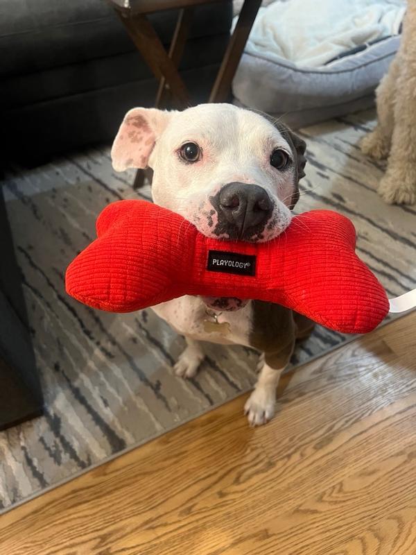 Playology Plush Squeaky Bone Beef Dog Toy, Large | Petco