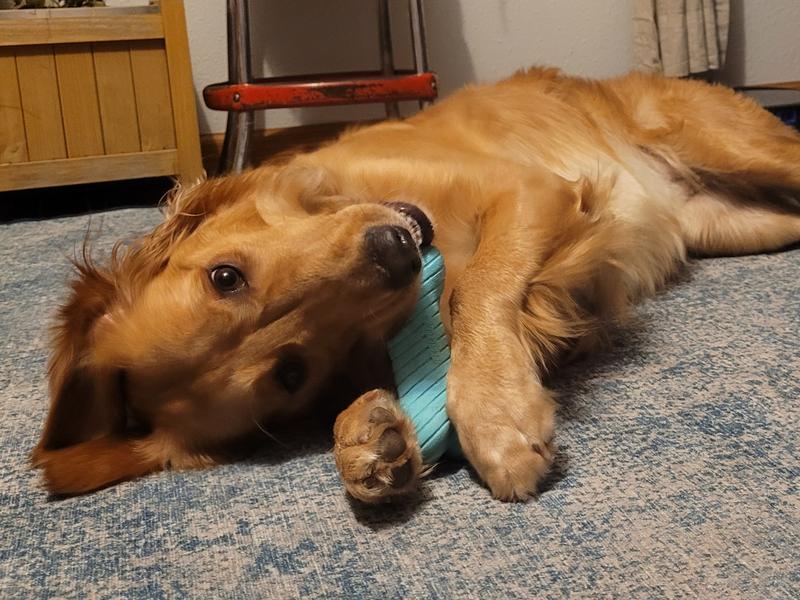 Playology Dual Layer Bone Dog Toy Peanut Butter Scent, Small | Petco