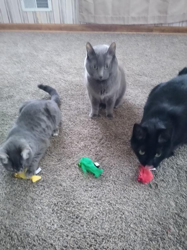 Playology Feather Fish Cat Toy, X-Small, Pack of 3 | Petco