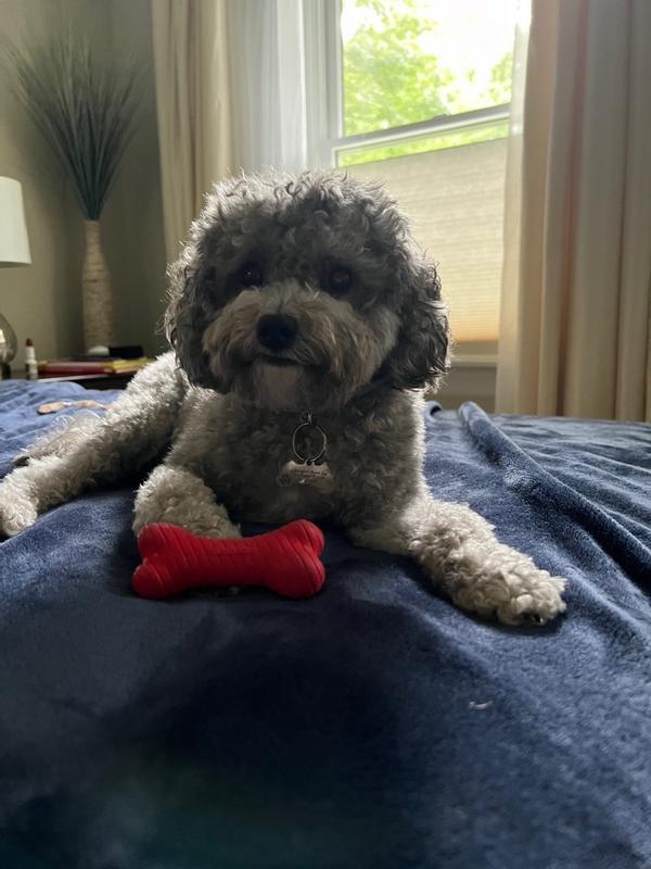 Playology Dual Layer Bone Dog Toy Peanut Butter Scent, Medium | Petco