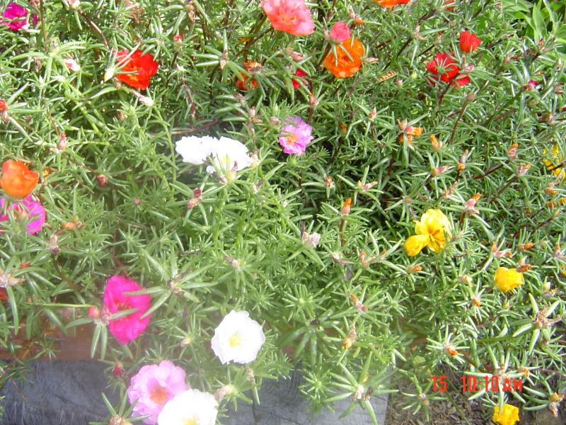 Shop Preen Natural Vegetable Garden Weed Preventer Refill Set at Lowes.com