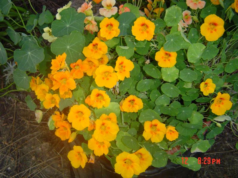 Shop Preen Natural Vegetable Garden Weed Preventer Refill Set at Lowes.com