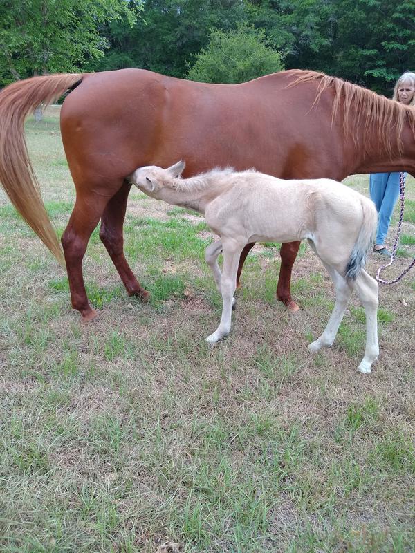 ProElite Foals First Milk Replacer, 22 lb. at Tractor Supply Co