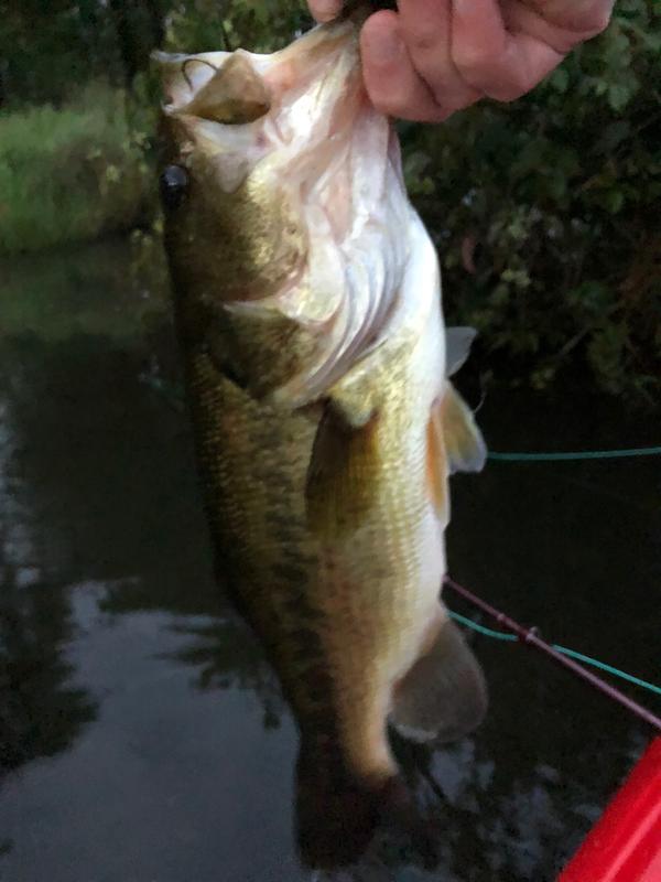 Pflueger Flatboard Fly Fishing Kit, Pre-Spooled, Medium, 8-ft, 2-pc ...