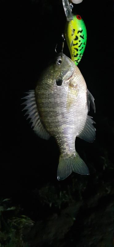 Berkley PowerBait Floating Corn | Canadian Tire