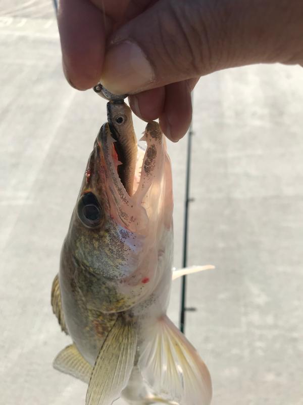 Leurre méné pour pêche blanche Berkley PowerBait Power Minnow, 3 po ...