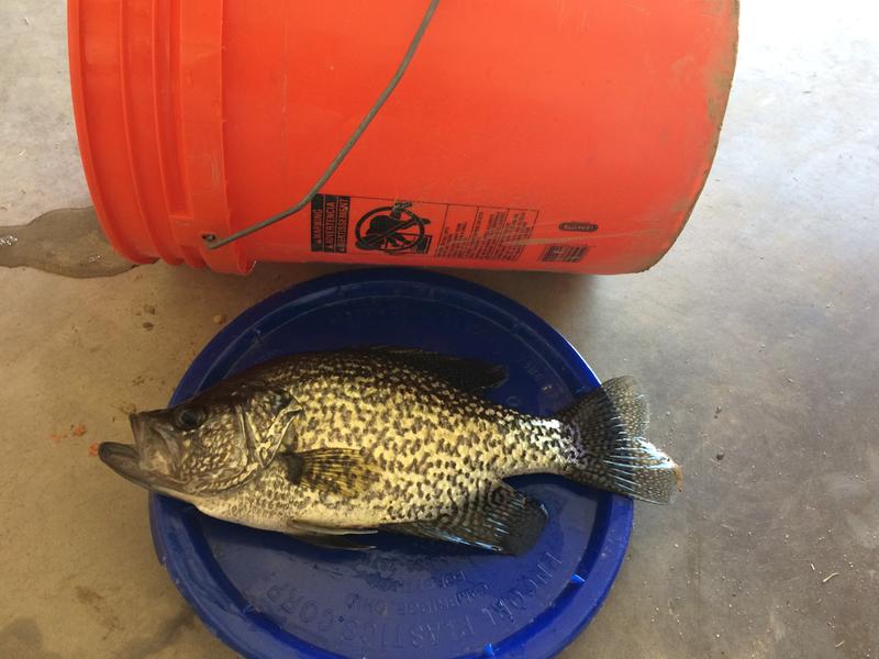 Berkley Ice Fishing PowerBait Atomic Teaser, 1/32-oz | Canadian Tire