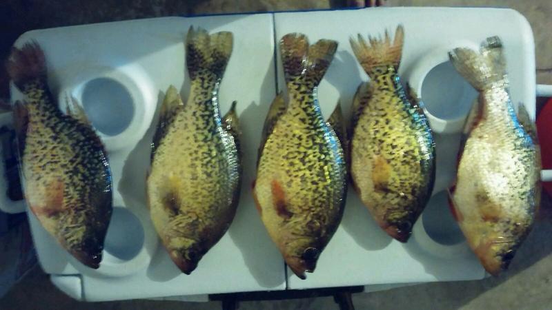 Leurre méné pour pêche blanche Berkley PowerBait Power Minnow, 3 po ...