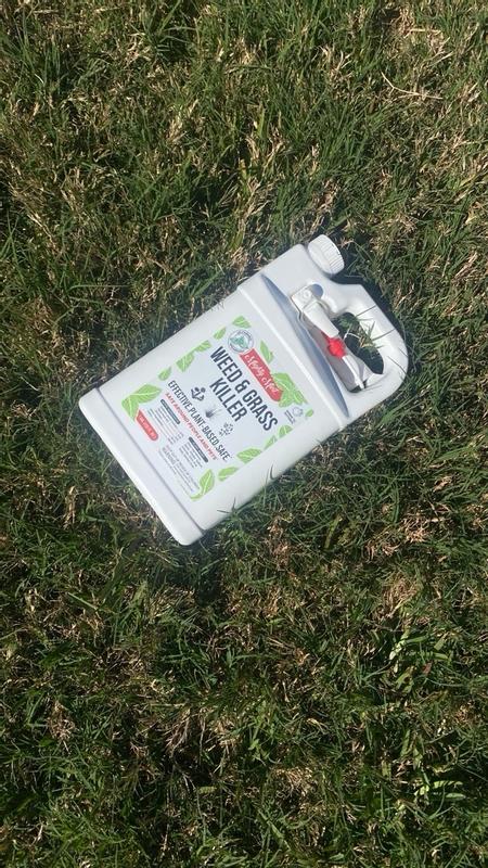Mighty Mint Weed and Grass Killer 128-fl oz Organic Natural Trigger ...