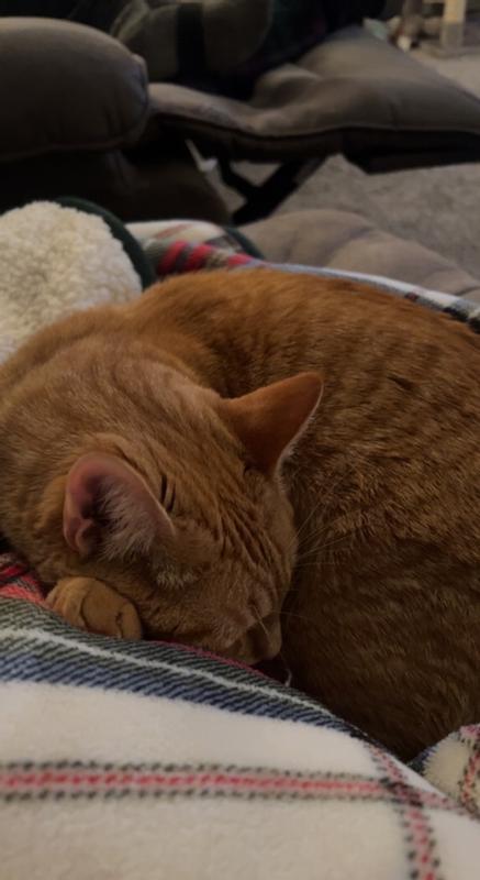 Friskies Party Mix Original Crunch Treats for Cats, 20 oz. | Petco