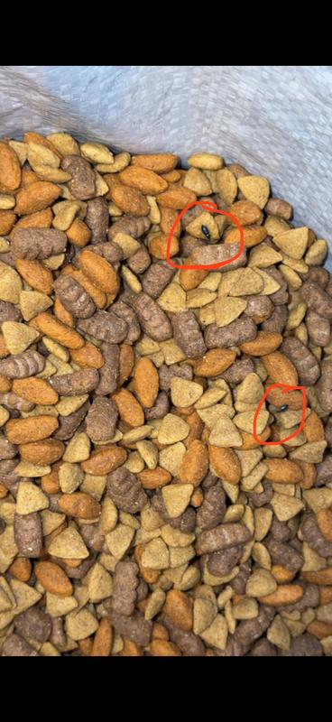 Nestle Purina Adult Chicken Dog Food, 1 Container Size, Dry Dog Food ...