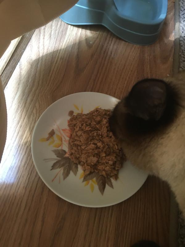 Fancy Feast Grilled Turkey Feast in Wet Cat Food Gravy, 3 oz., Case of ...