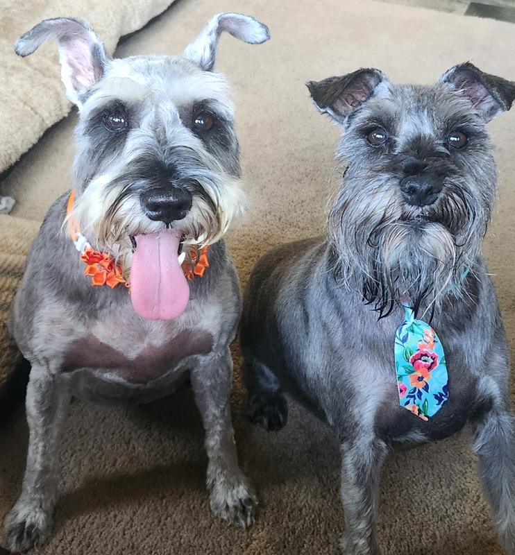 Purina Pro Plan Adult 7 Plus Weight Management Shredded Blend Chicken ...