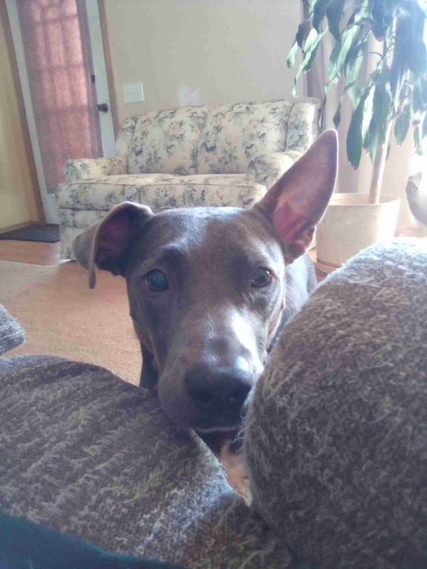 Busy Bone Small Mini Breed Dog Bones, Count of 12 | Petco