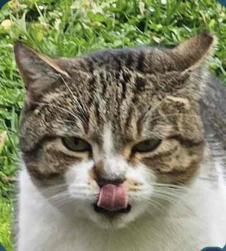 Friskies Seafood Sensations Dry Cat Food, 3.15 lbs. | Petco