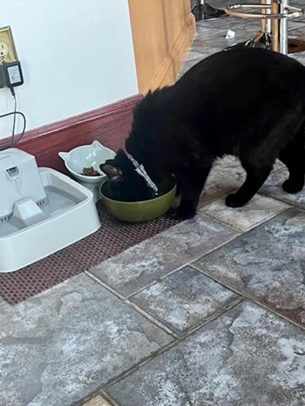 Fancy Feast Gourmet Petites Whitefish & Tuna Pate Cat Food 12pk