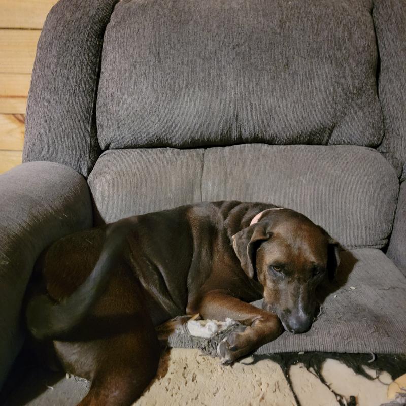 PURINA BENEFUL ORIGINALS WITH NATURAL SALMON, SKIN & COAT SUPPORT, 36 ...