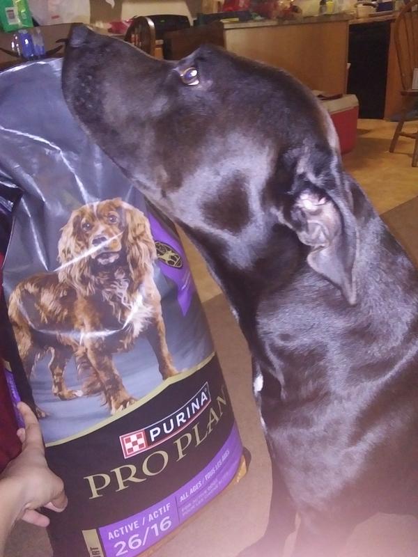 Purina Pro Plan Sport Active 26/16 Formula Dry Dog Food, 37.5 lbs. | Petco