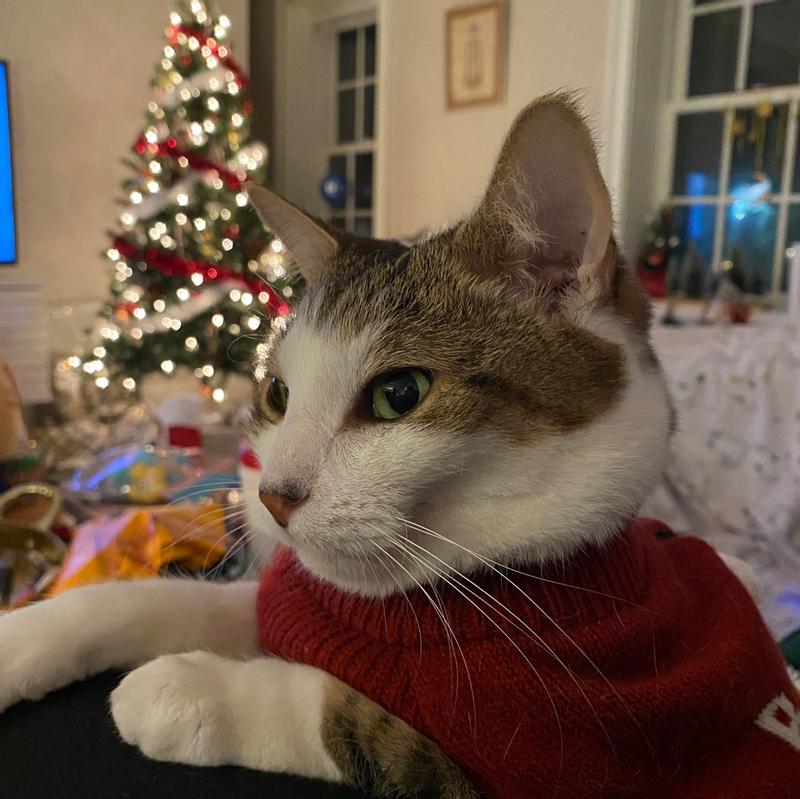 Friskies Party Mix Original Crunch Treats for Cats, 20 oz. | Petco