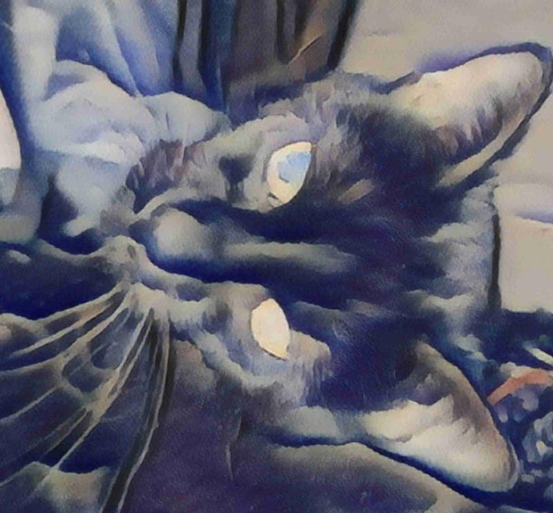 Friskies Tender & Crunchy Combo Dry Cat Food, 16 lbs. | Petco