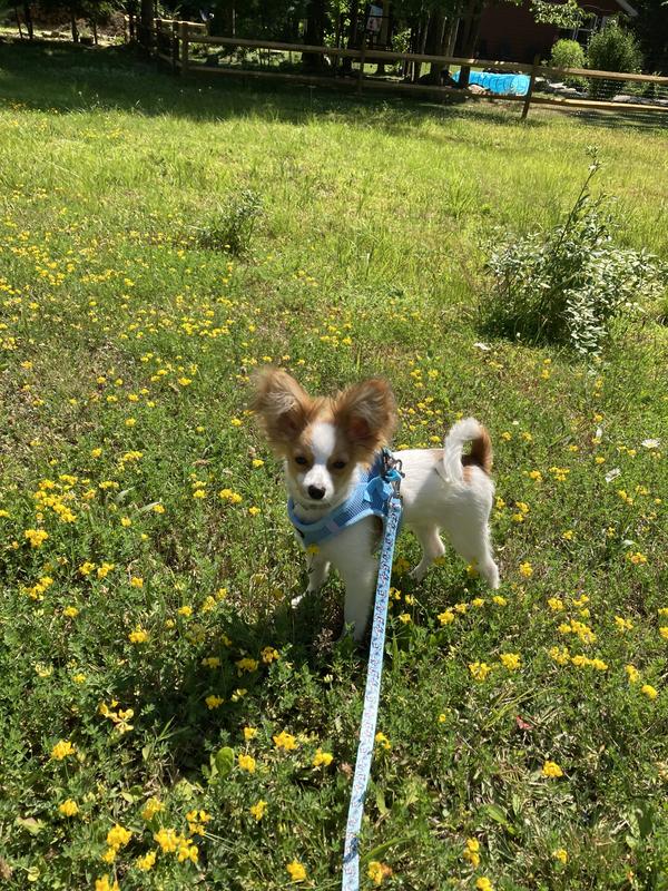 Purina Busy Roll Hide Long-Lasting Chew, Small/Medium Size, 3 ct. at ...