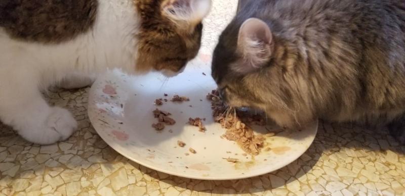 Purina Pro Plan Adult High-Protein Gravy Recipe Wet Cat Food Variety ...