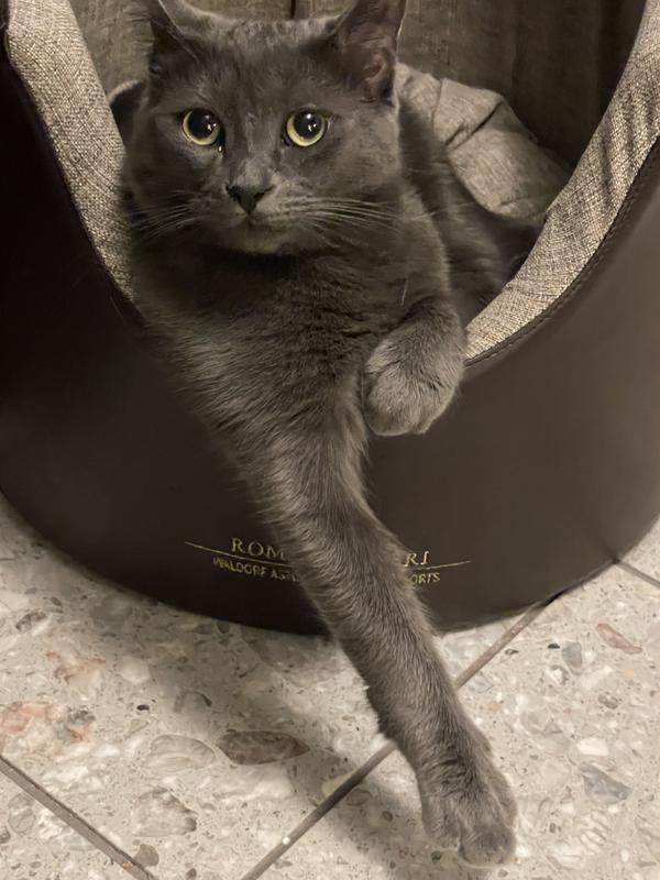 Purina Pro Plan Veterinary Diets OM Overweight Management Adult Select ...